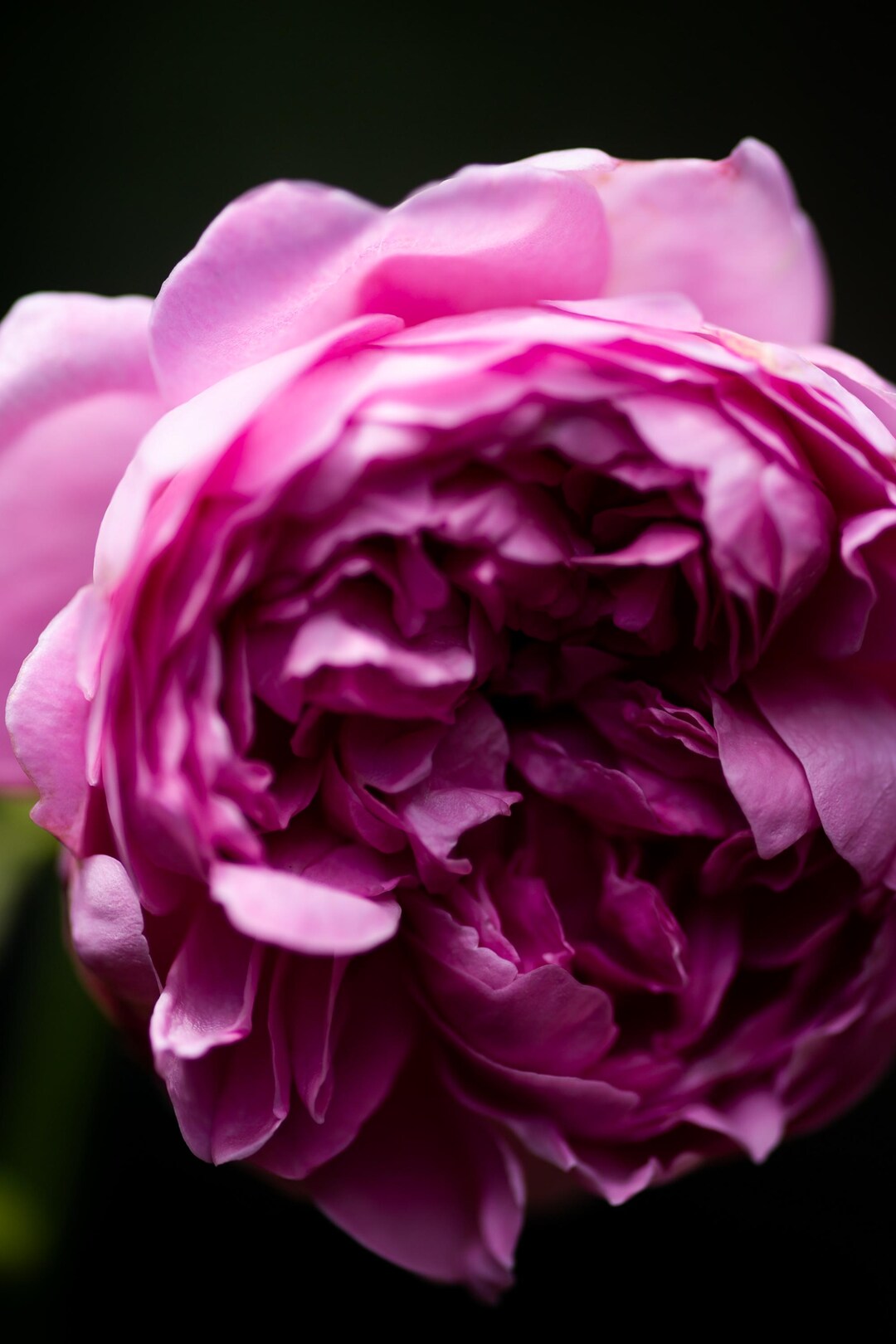 Charles Rennie Mackintosh, David Austin Roses. Digital Download. - Etsy