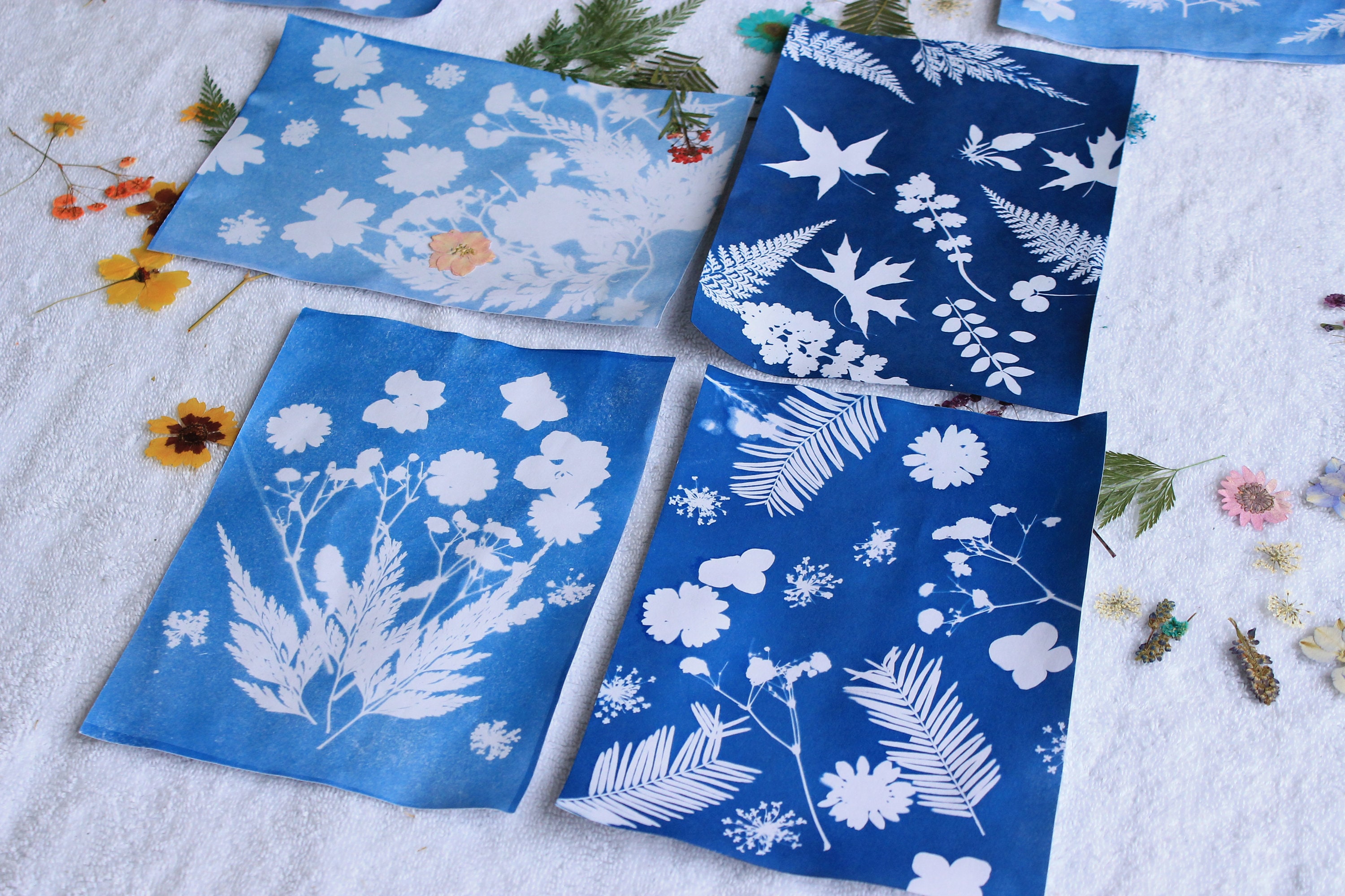 Cyanotype Sun Prints Photo Craft Gifts to Make DIY Solar Printing Craft ...