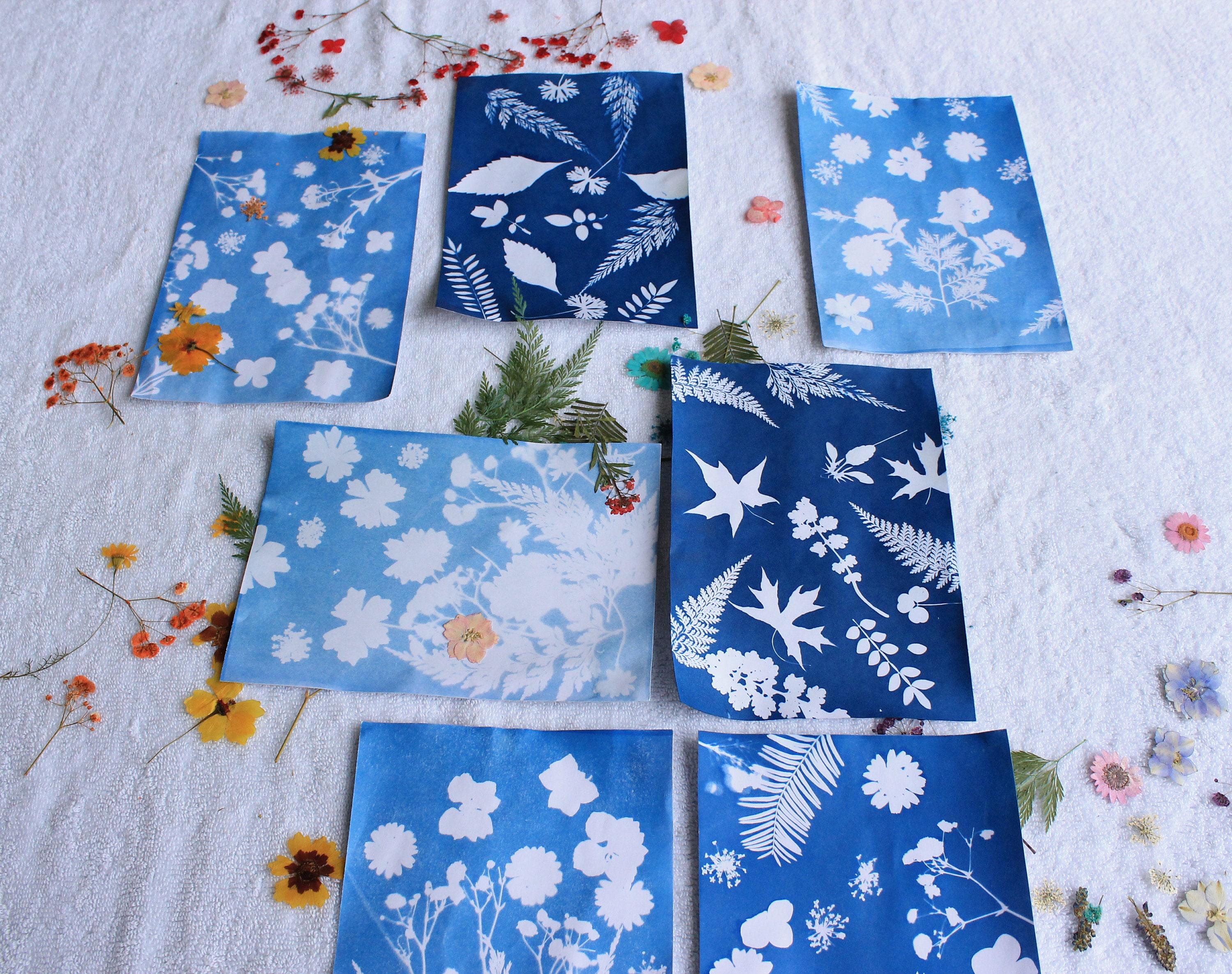 Cyanotype Sun Prints Photo Craft Gifts to Make DIY Solar Printing Craft ...