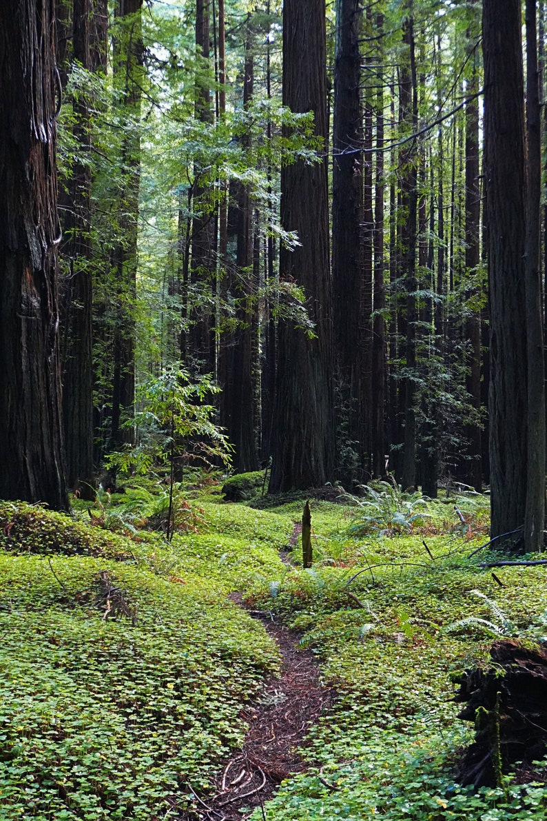 Path Through the Redwoods - Etsy