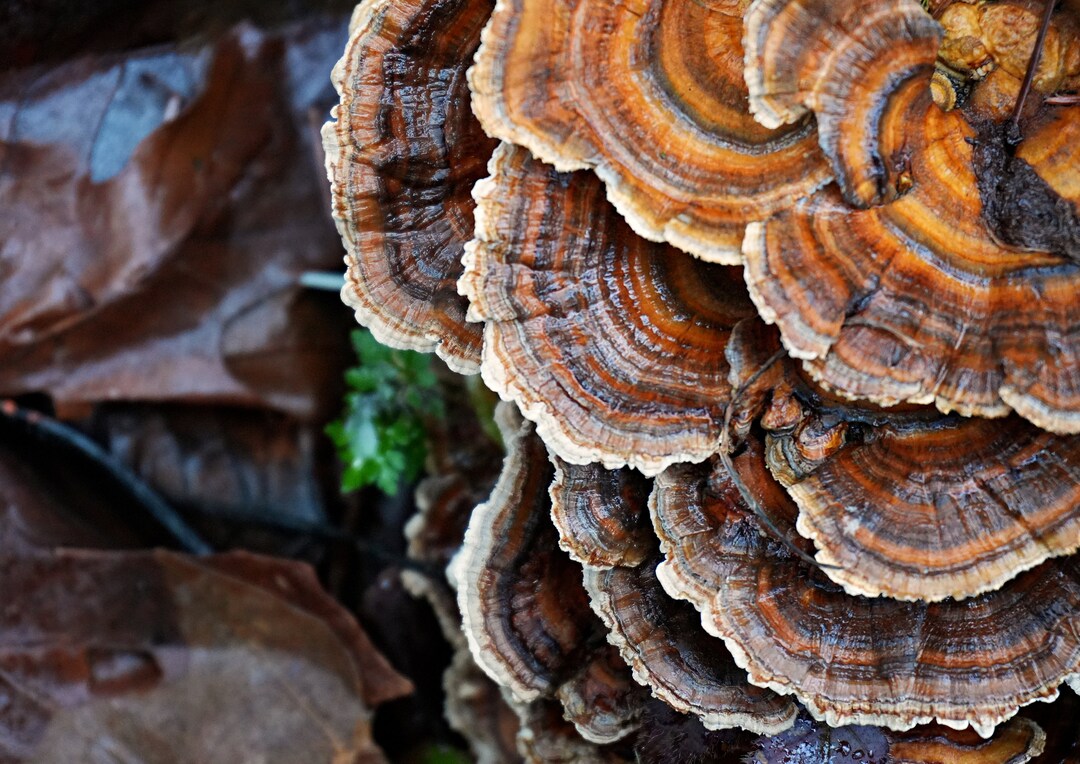 Polypores on a Forest Path- Fungi in the Washington Woods - Etsy