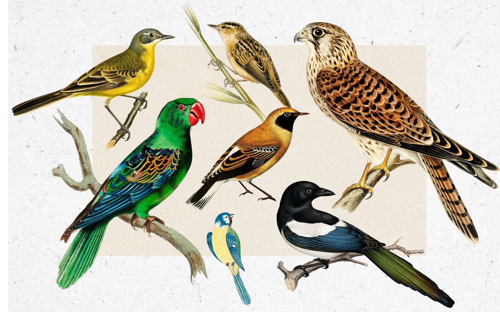 40 Vintage Birds Clipart Bundle 1, Antique Bird Clipart, PNG, Graphics ...
