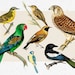 40 Vintage Birds Clipart Bundle 1, Antique Bird Clipart, PNG, Graphics ...