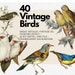 40 Vintage Birds Clipart Bundle 1, Antique Bird Clipart, PNG, Graphics ...
