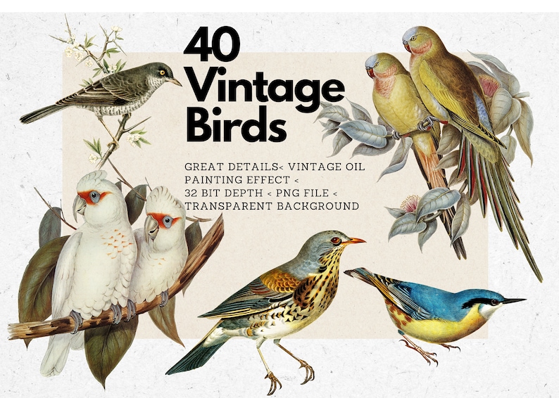 40 Vintage Birds Clipart Bundle 1, Antique Bird Clipart, PNG, Graphics ...