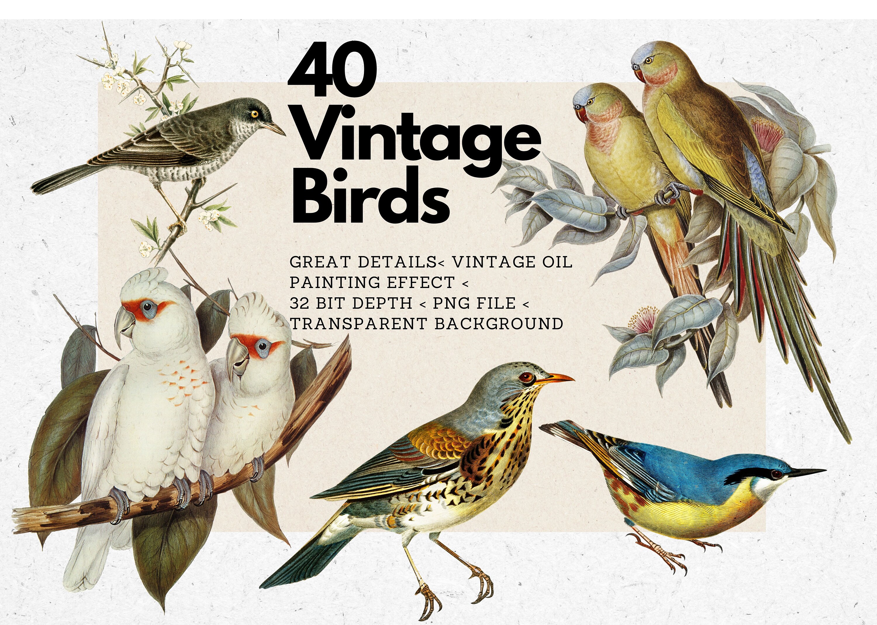 40 Vintage Birds Clipart Bundle 1, Antique Bird Clipart, PNG, Graphics ...