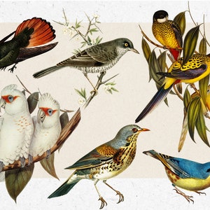 40 Vintage Birds Clipart Bundle 1, Antique Bird Clipart, PNG, Graphics ...