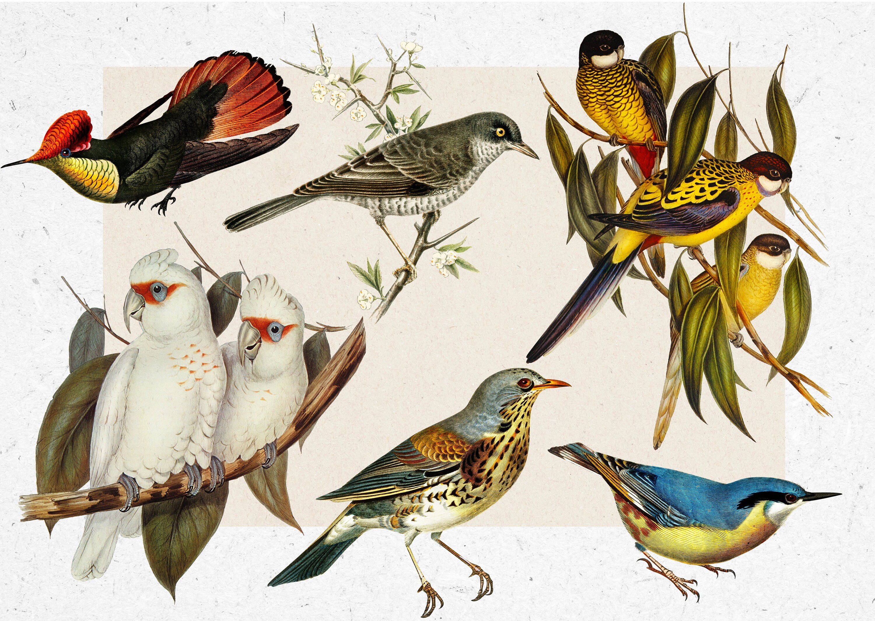 40 Vintage Birds Clipart Bundle 1, Antique Bird Clipart, PNG, Graphics ...