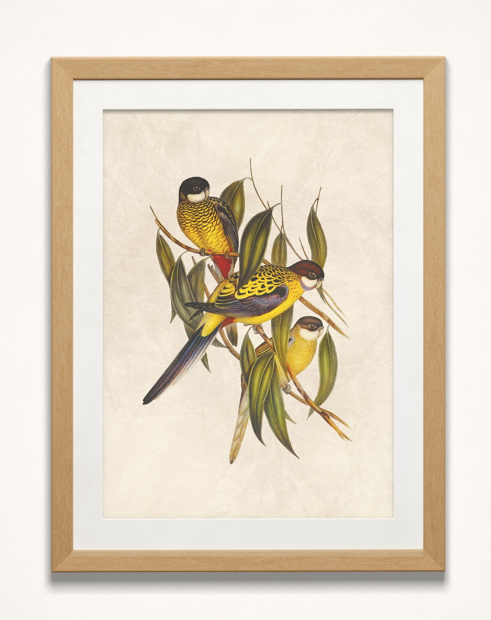 40 Vintage Birds Clipart Bundle 1, Antique Bird Clipart, PNG, Graphics ...