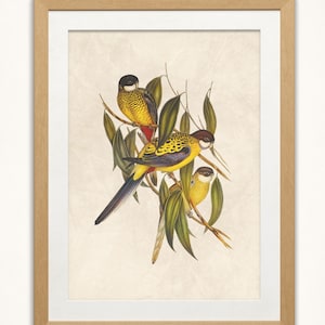 40 Vintage Birds Clipart Bundle 1, Antique Bird Clipart, PNG, Graphics ...