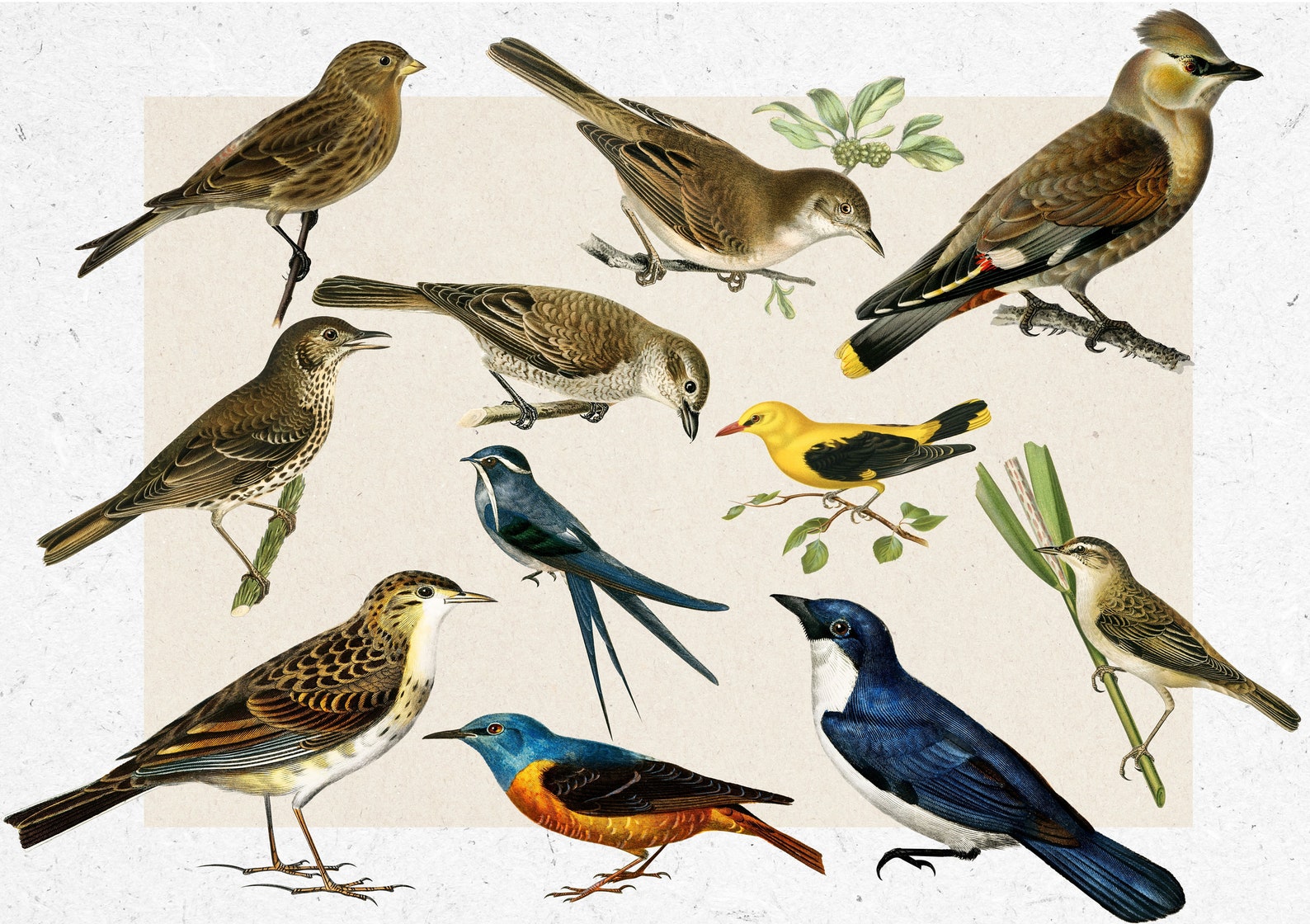 40 Vintage Birds Clipart Bundle 1, Antique Bird Clipart, PNG, Graphics ...