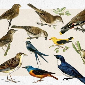 40 Vintage Birds Clipart Bundle 1, Antique Bird Clipart, PNG, Graphics ...