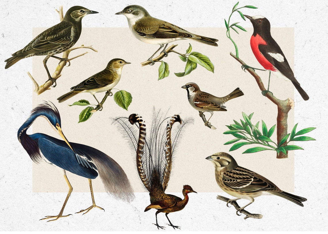 40 Vintage Birds Clipart Bundle 1, Antique Bird Clipart, PNG, Graphics ...