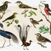 40 Vintage Birds Clipart Bundle 1, Antique Bird Clipart, PNG, Graphics ...