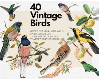 40 Vintage Birds Clipart Bundle 1, Antique Bird Clipart, PNG, Graphics ...