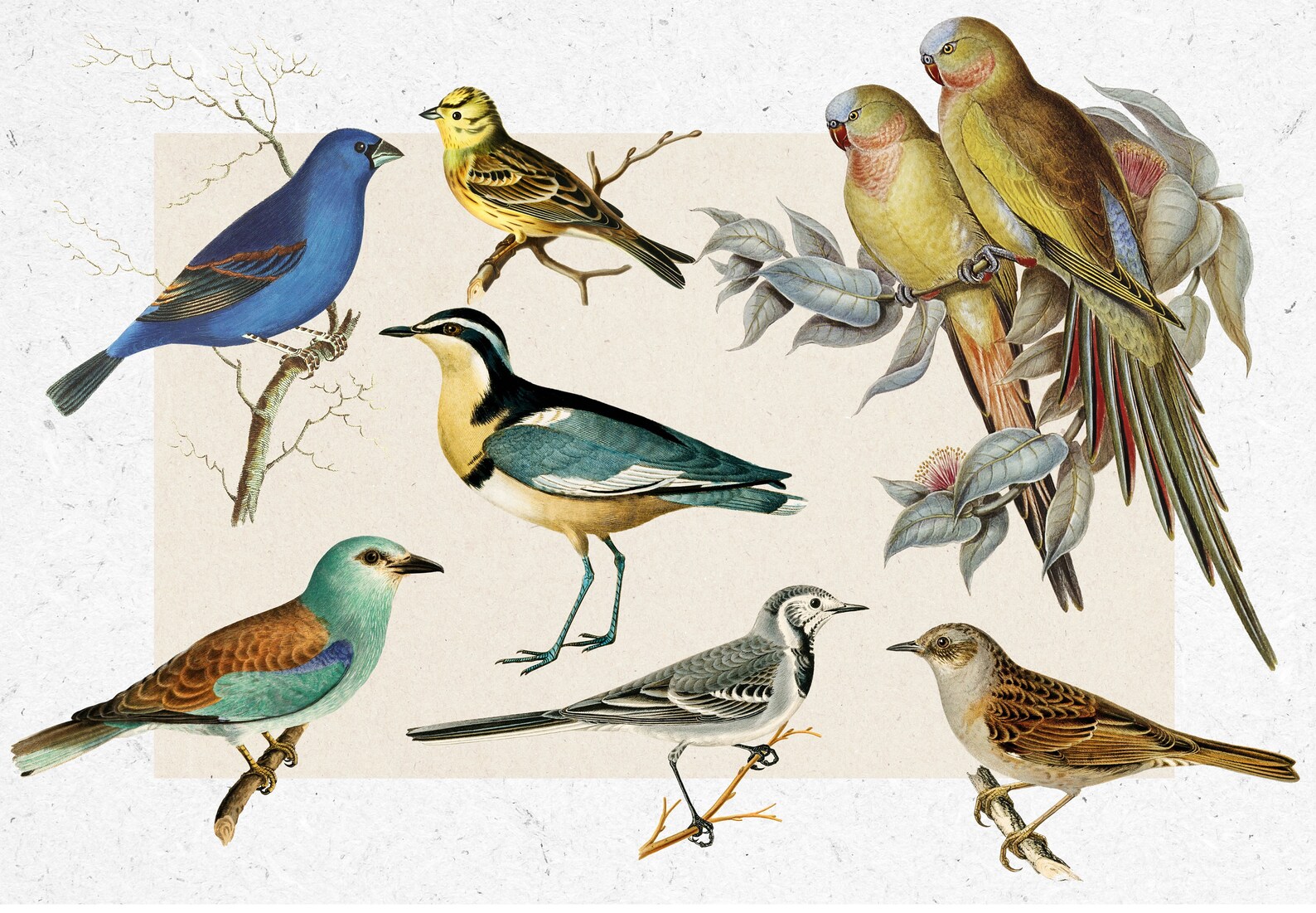 40 Vintage Birds Clipart Bundle 1, Antique Bird Clipart, PNG, Graphics ...