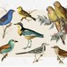 40 Vintage Birds Clipart Bundle 1, Antique Bird Clipart, PNG, Graphics ...