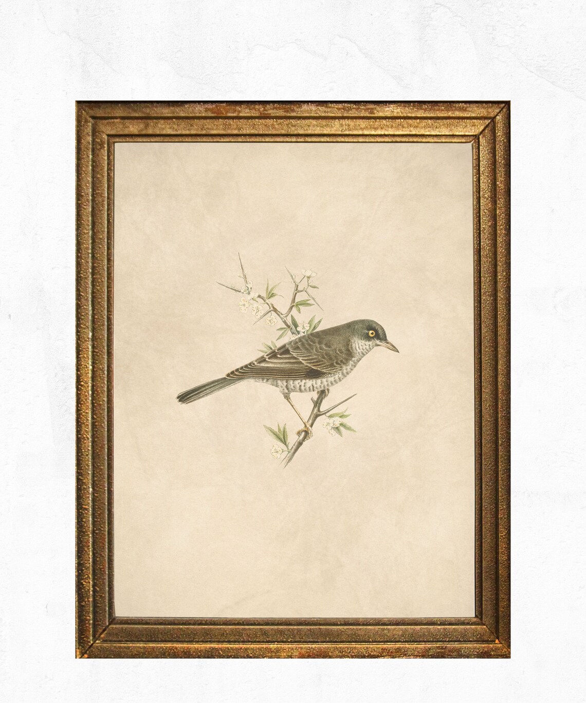 40 Vintage Birds Clipart Bundle 1, Antique Bird Clipart, PNG, Graphics ...