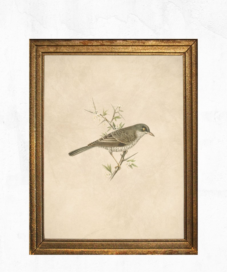 40 Vintage Birds Clipart Bundle 1, Antique Bird Clipart, PNG, Graphics ...