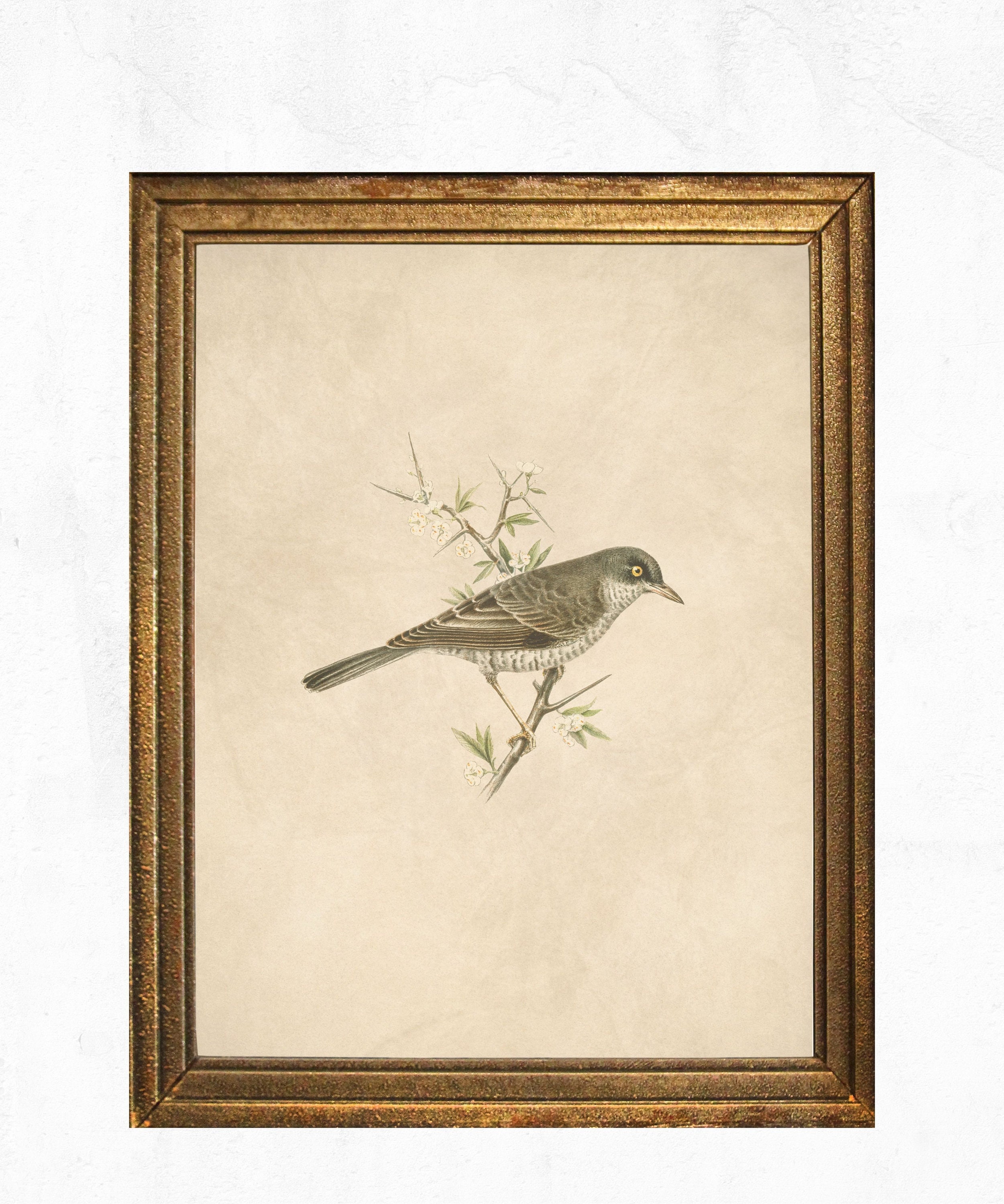 40 Vintage Birds Clipart Bundle 1, Antique Bird Clipart, PNG, Graphics ...