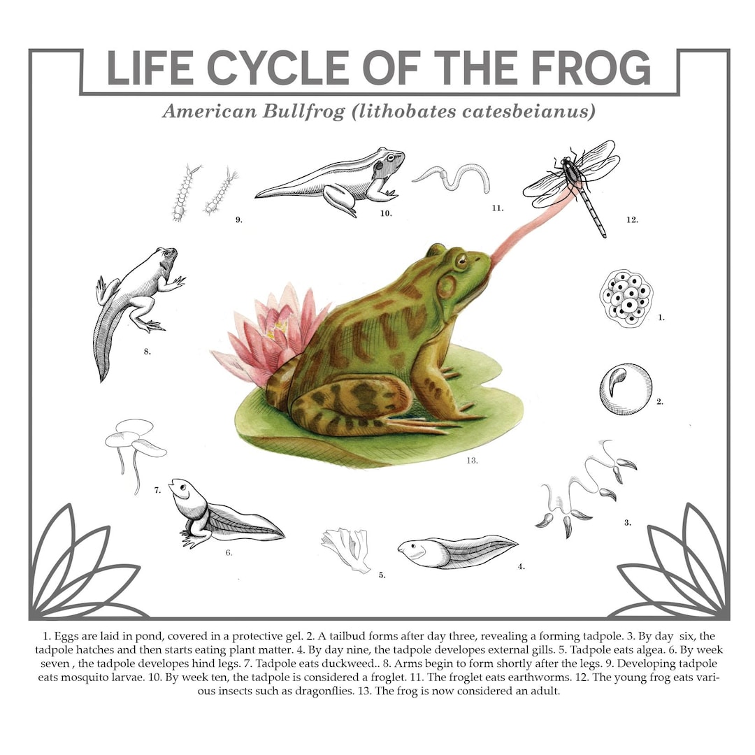 Scientific Frog Lifecycle Poster - Etsy