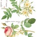 Rose Botanical Transfer by IOD - Etsy