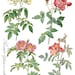 Rose Botanical Transfer by IOD - Etsy
