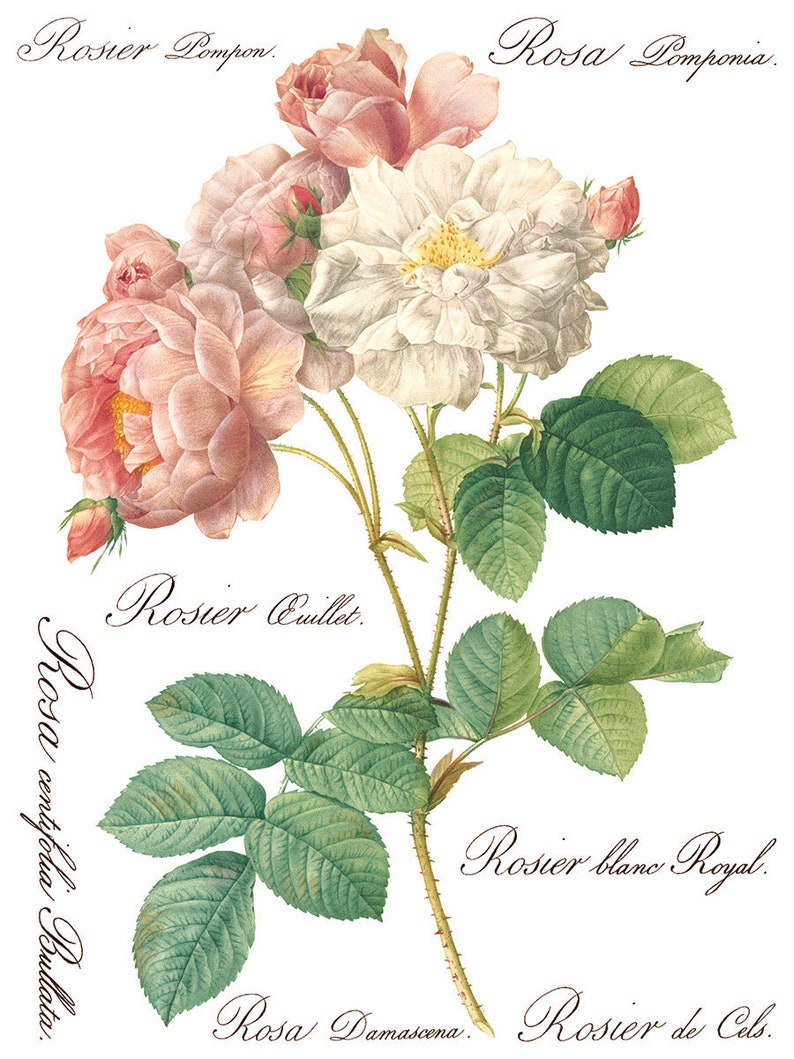 Rose Botanical Transfer by IOD - Etsy