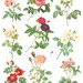 Rose Botanical Transfer by IOD - Etsy