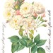 Rose Botanical Transfer by IOD - Etsy
