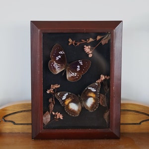 Two Real Specimen Butterfly Encased Wood Frame Preserved Floral Vintage ...