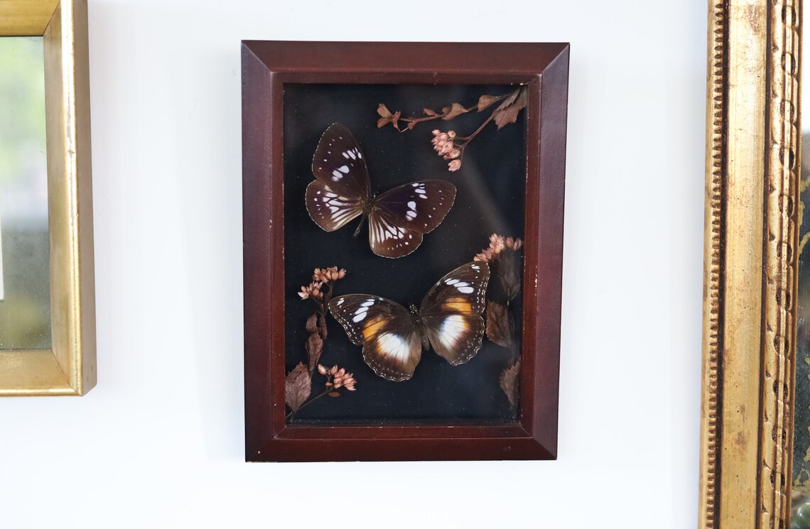 Two Real Specimen Butterfly Encased Wood Frame Preserved Floral Vintage ...