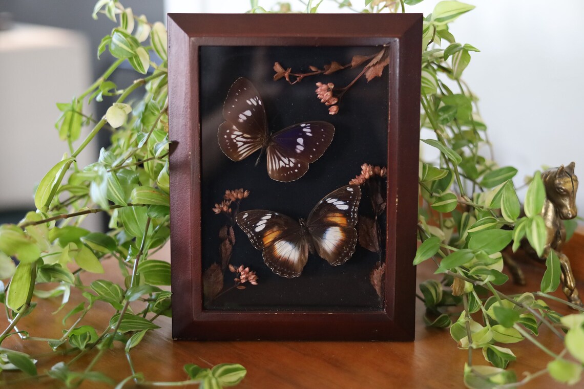 Two Real Specimen Butterfly Encased Wood Frame Preserved Floral Vintage ...