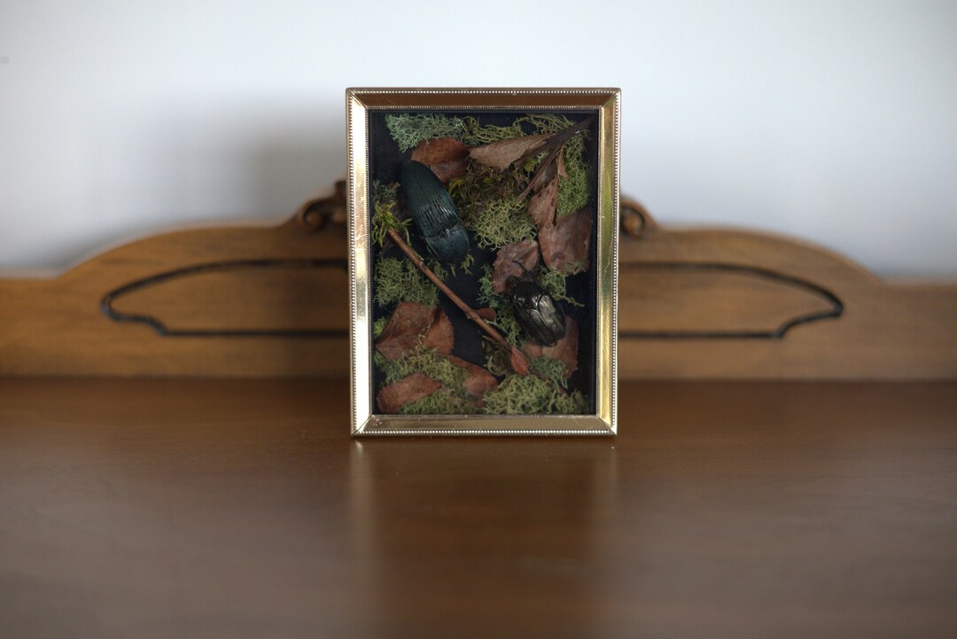 Two Real Beetles Encased Gold Framed Vintage Wall Decor Oddity Cabinet ...