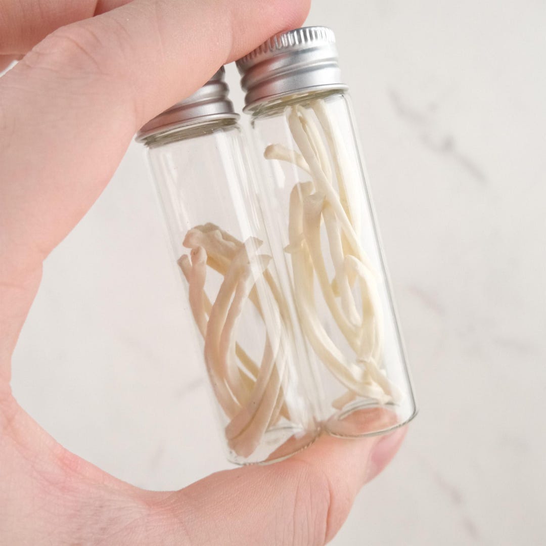 Real Mink Fox Skeleton Specimen, Long-term Preservation, Immersed ...