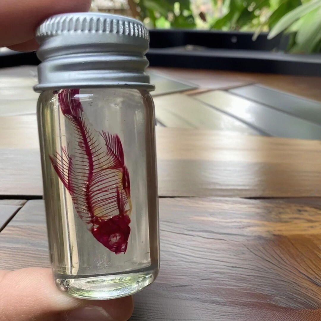 Mysterious Transparent Stained Fish Skeleton Specimen,real Stained ...