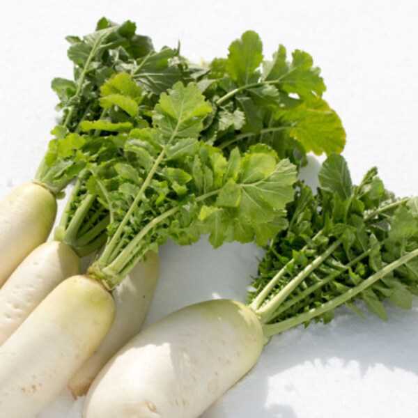 Radish Seeds - Etsy