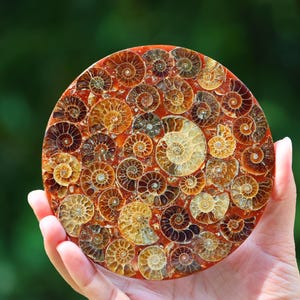 fossil shell ornament