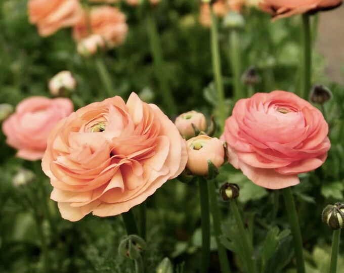 Ranunculus Half Clone Tango Persian Buttercup, Size 4/5, 5+ Corms per ...