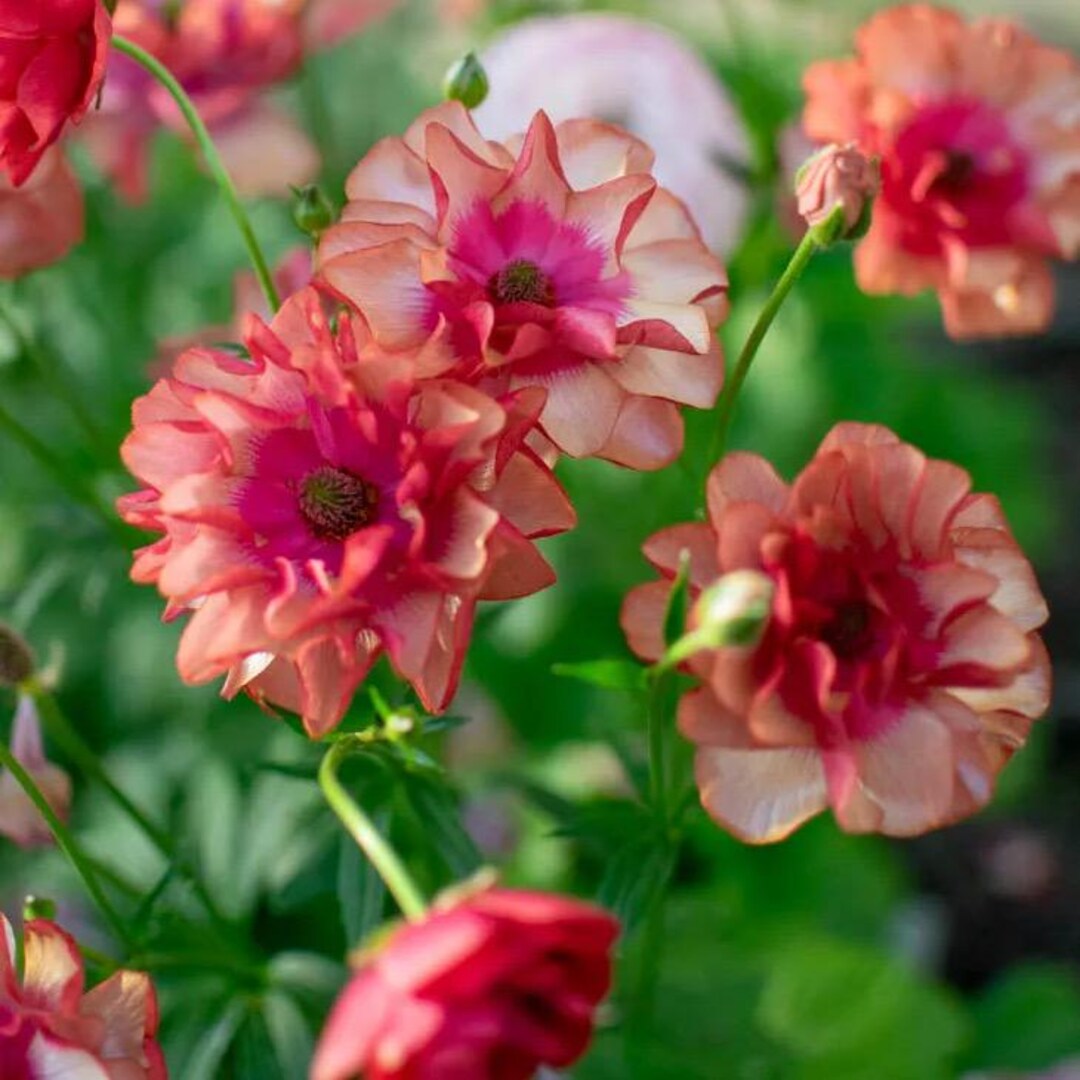 Butterfly Ranunculus Musa Corms - Etsy