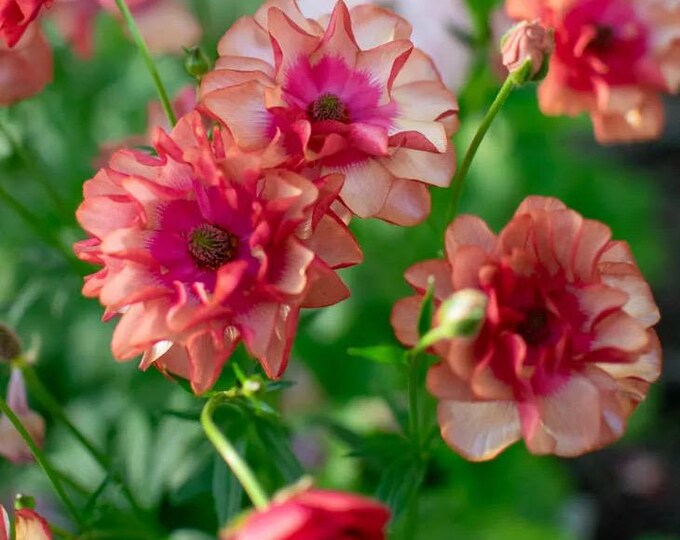 Butterfly Ranunculus Musa Corms - Etsy
