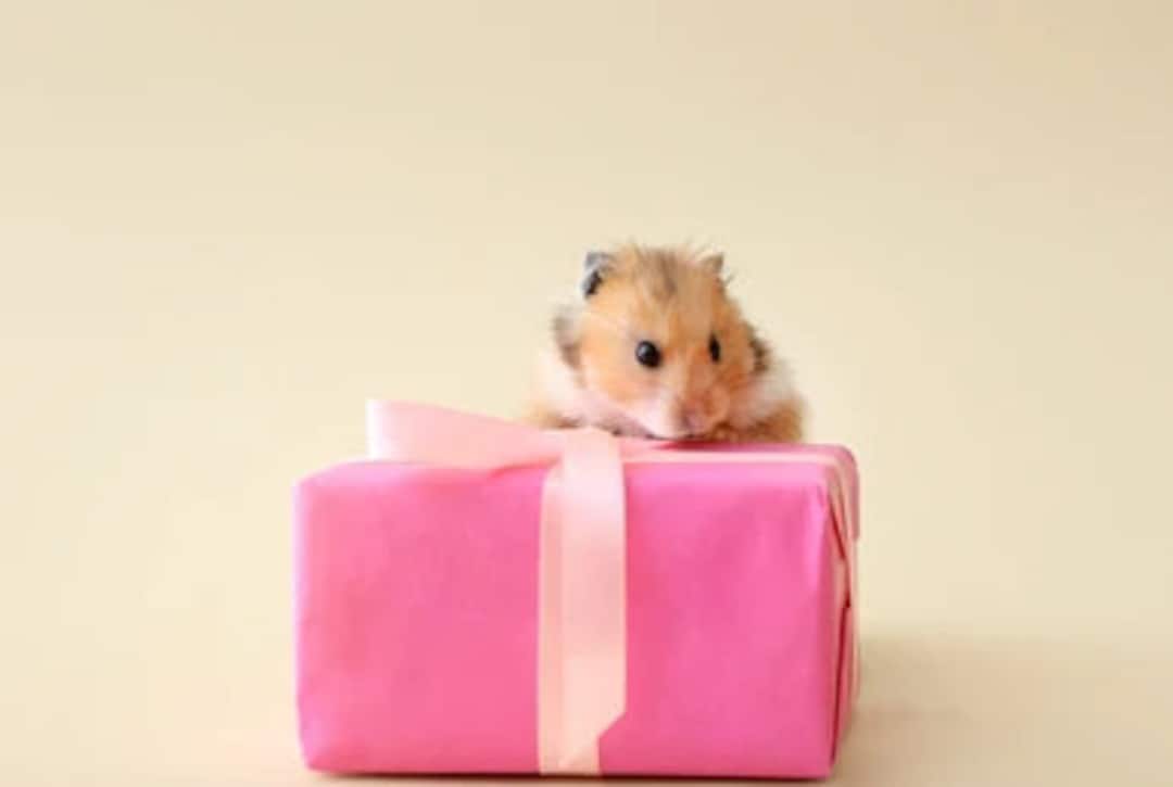 Hamster Subscription Box - Etsy