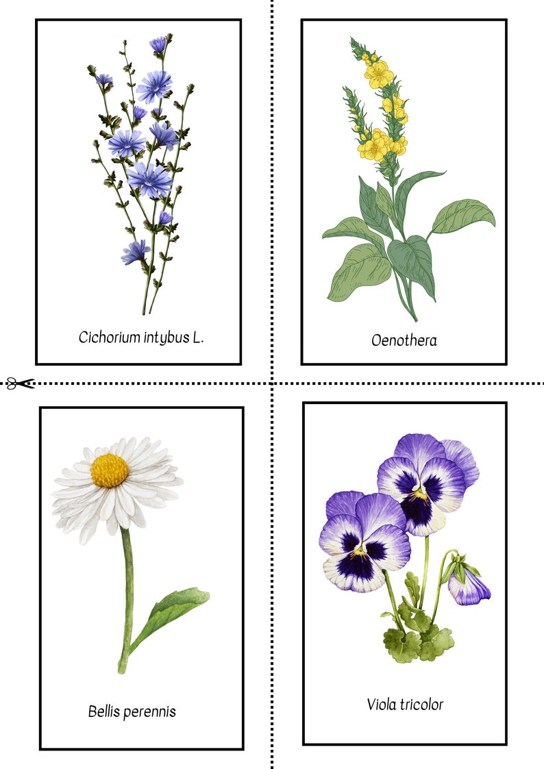 Magical Herbarium: Wildflowers for Children - Educational PDF Guide ...