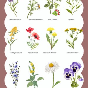 Magical Herbarium: Wildflowers for Children - Educational PDF Guide ...