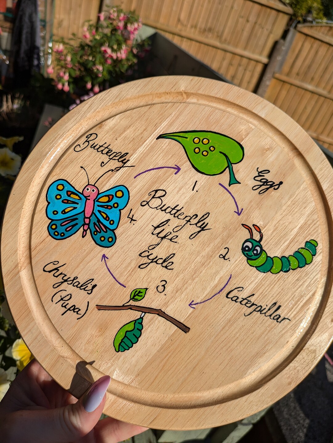 Butterfly Life Cycle Board EYFS - Etsy