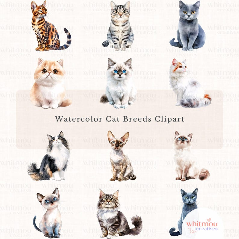 Cat Breeds Clipart Bundle Commercial Use Adorable Kitten Clipart Set ...