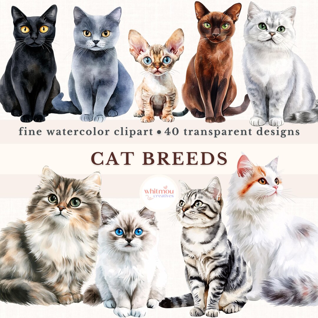 Cat Breeds Clipart Bundle Commercial Use Adorable Kitten Clipart Set ...