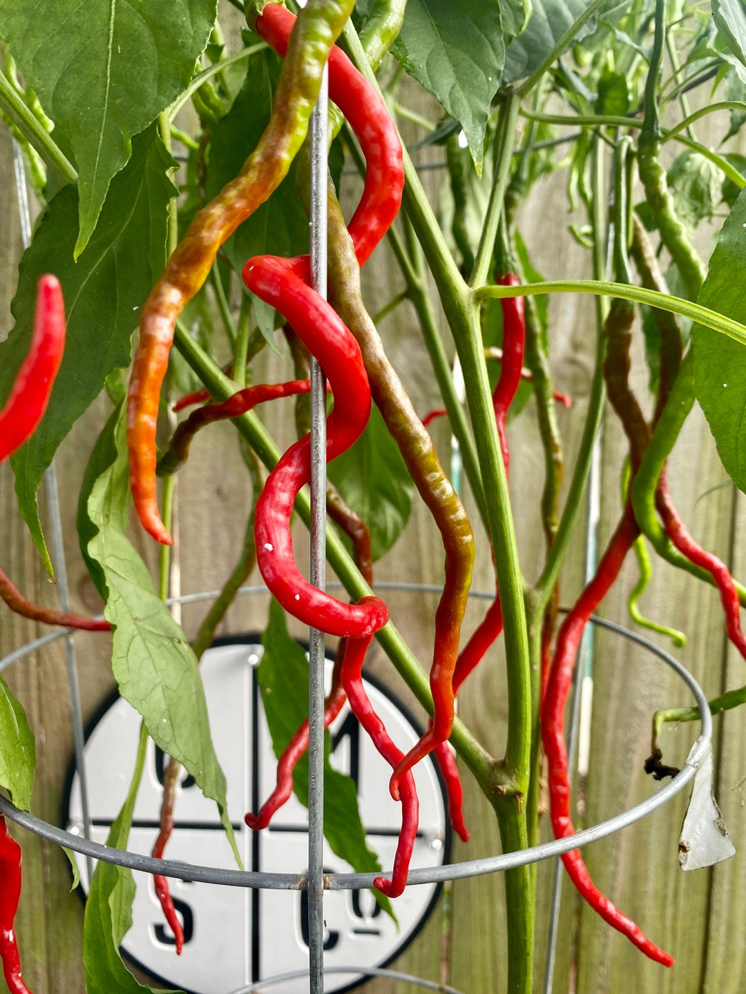 Thunder Mountain Longhorn Pepper Live Plant Seedling - Etsy