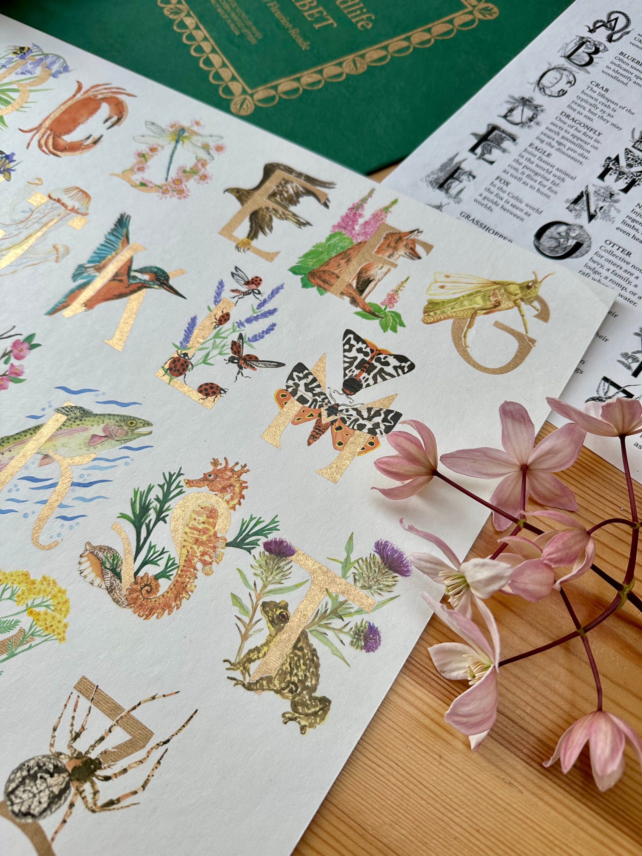 British Wildlife Animal Alphabet Poster | Children's Colourful Alphabet ...
