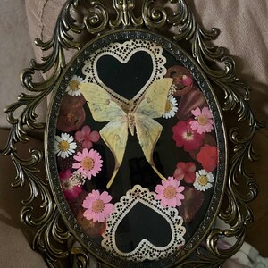 Comet Moth in Vintage Italian Frame - Etsy